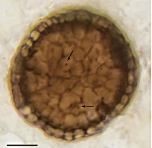 Earth-logs – Advances in Geology