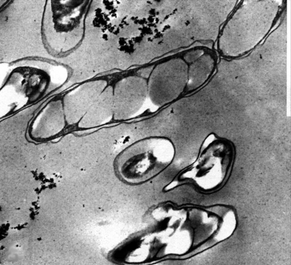 Darwin’s ‘warm little pond’: a new discovery – Earth-logs