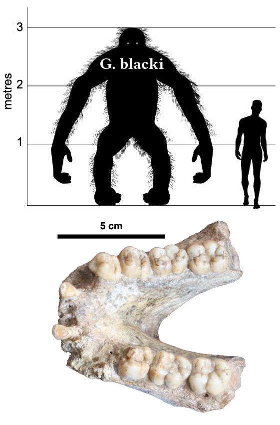 Gigantopithecus – Earth-logs