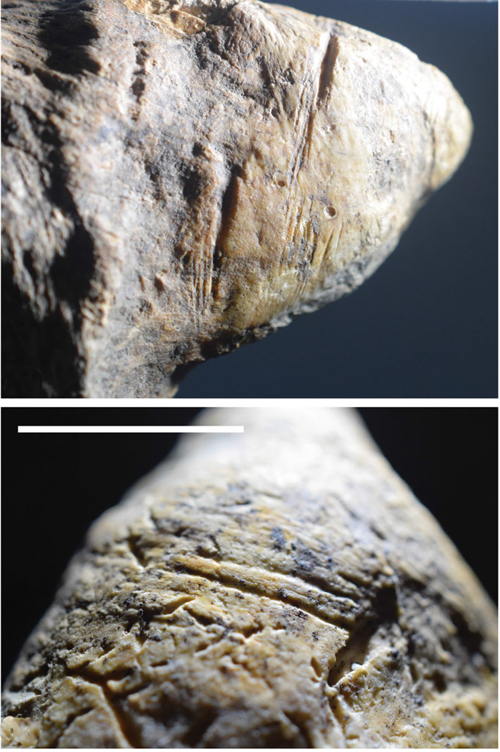 Earth-logs – Advances in Geology