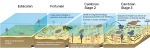 What drove the Cambrian Explosion? – Earth-logs