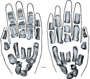 The hand of Paranthropus boisei – Earth-logs
