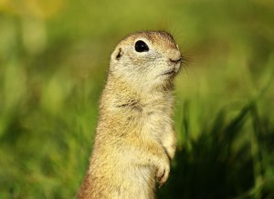 Frozen squirrel excrement excites Pleistocene ecologists – Earth-logs